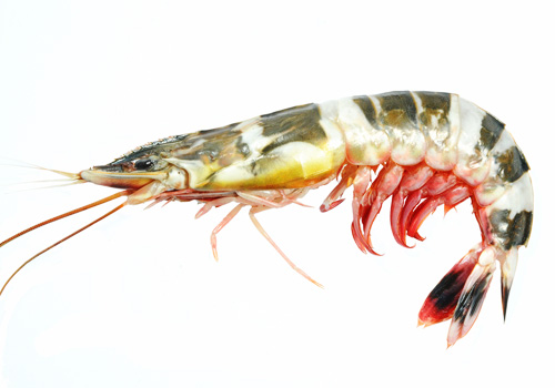 Shrimp, Lobster & Crab | East West Seafoods Sdn Bhd