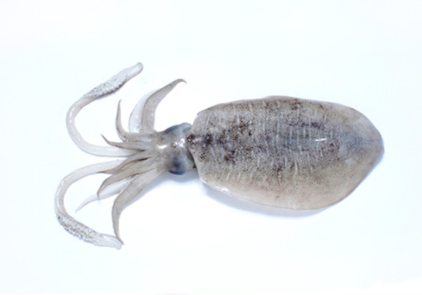 Squids & Cuttlefish & Octopus | East West Seafoods Sdn Bhd